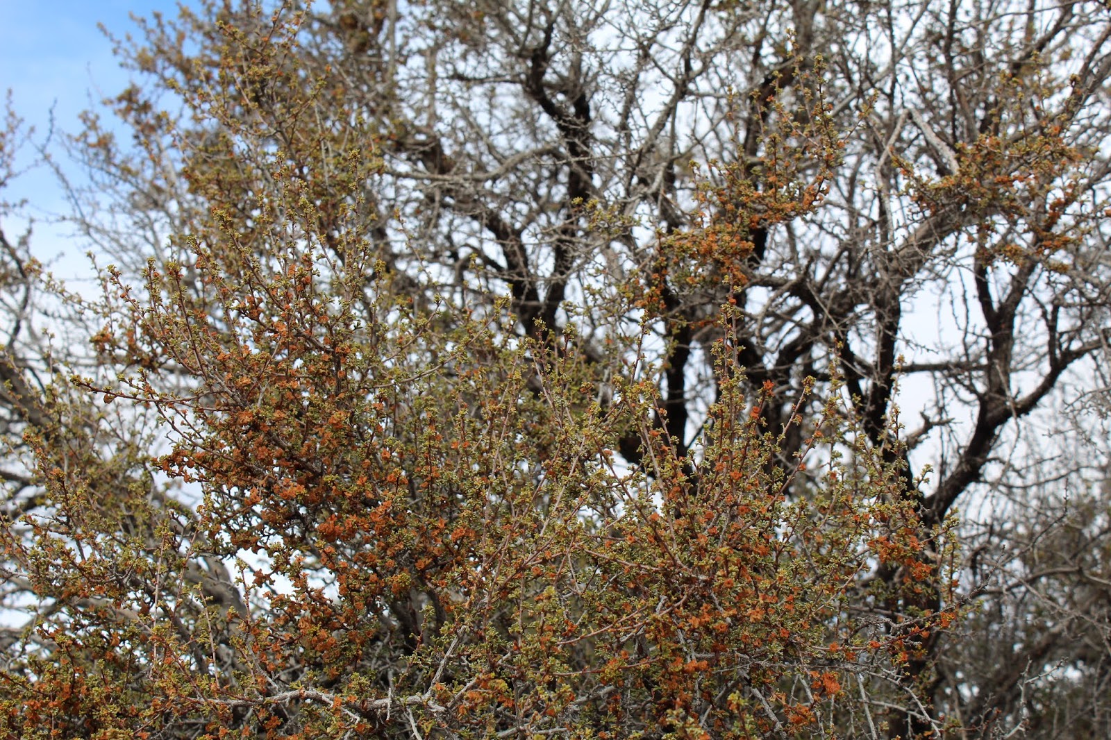 KEYS VIEW SCORPIONS TWO: PURSHIA TRIDENTATA VARIETY GLANDULOSA - DESERT ...