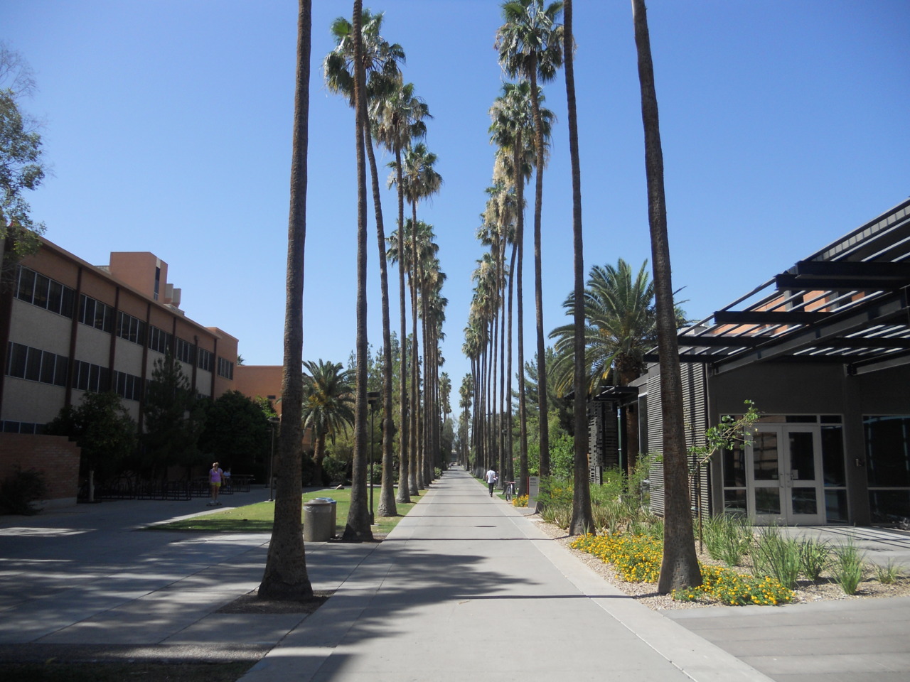 Arizona State University: Palm Walk