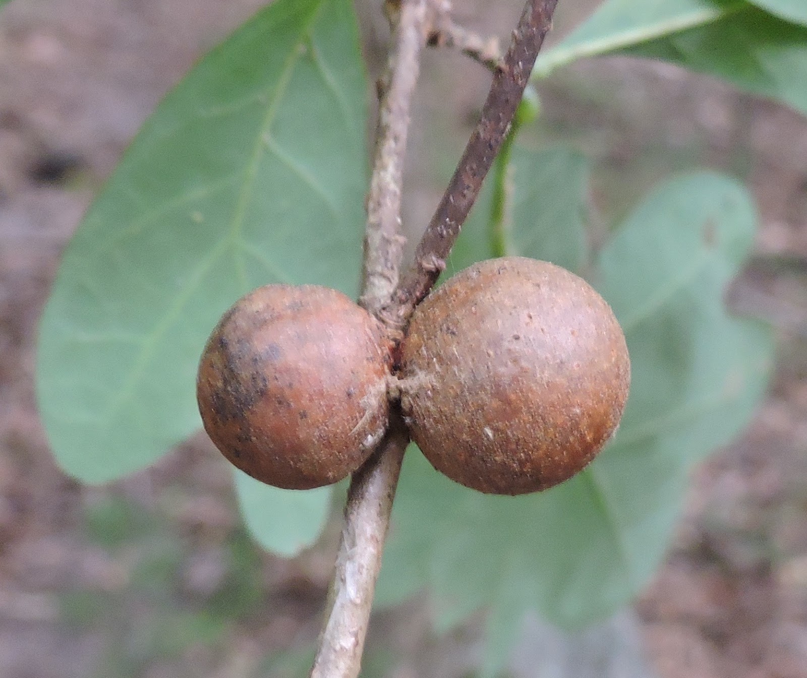 Springfield Plateau: Oak Bullet Galls