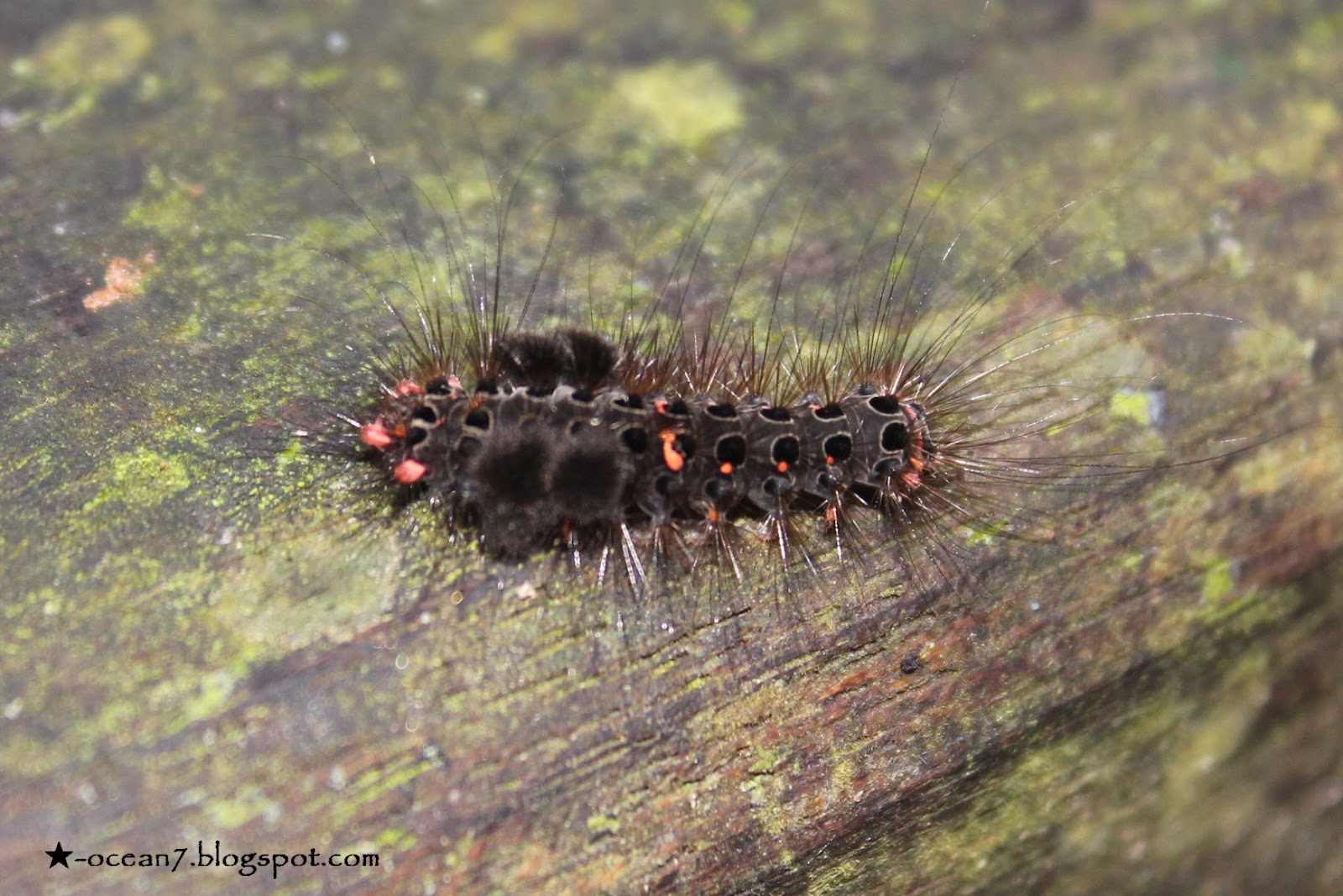 Lucky 7 || 时光「记」 「迹」: 砂州美姆旅：（22）姆鲁可爱小昆虫（Some Cute Insects, Mulu ...