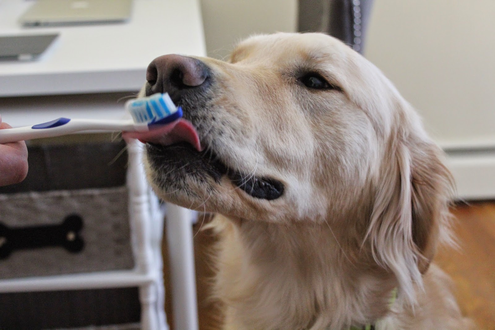 dog licking toothpaste