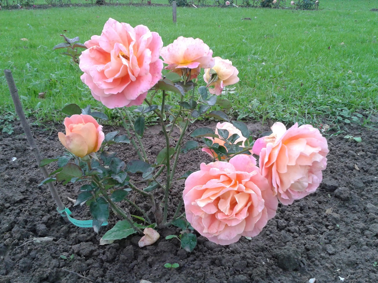 Ranczo Elma: Róża (Rosa) Alpine Sunset