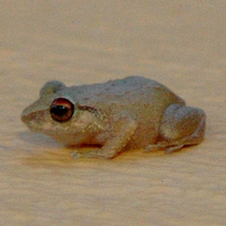 Jen & Taxonomy: Red-Eyed Coqui