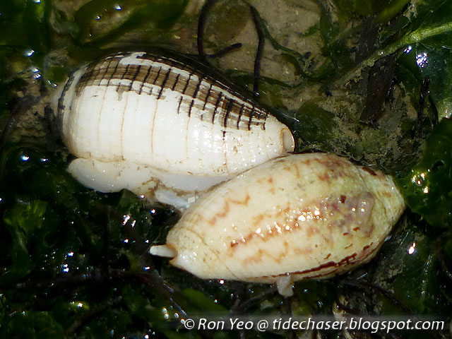 tHE tiDE cHAsER: Marine Snails of Singapore