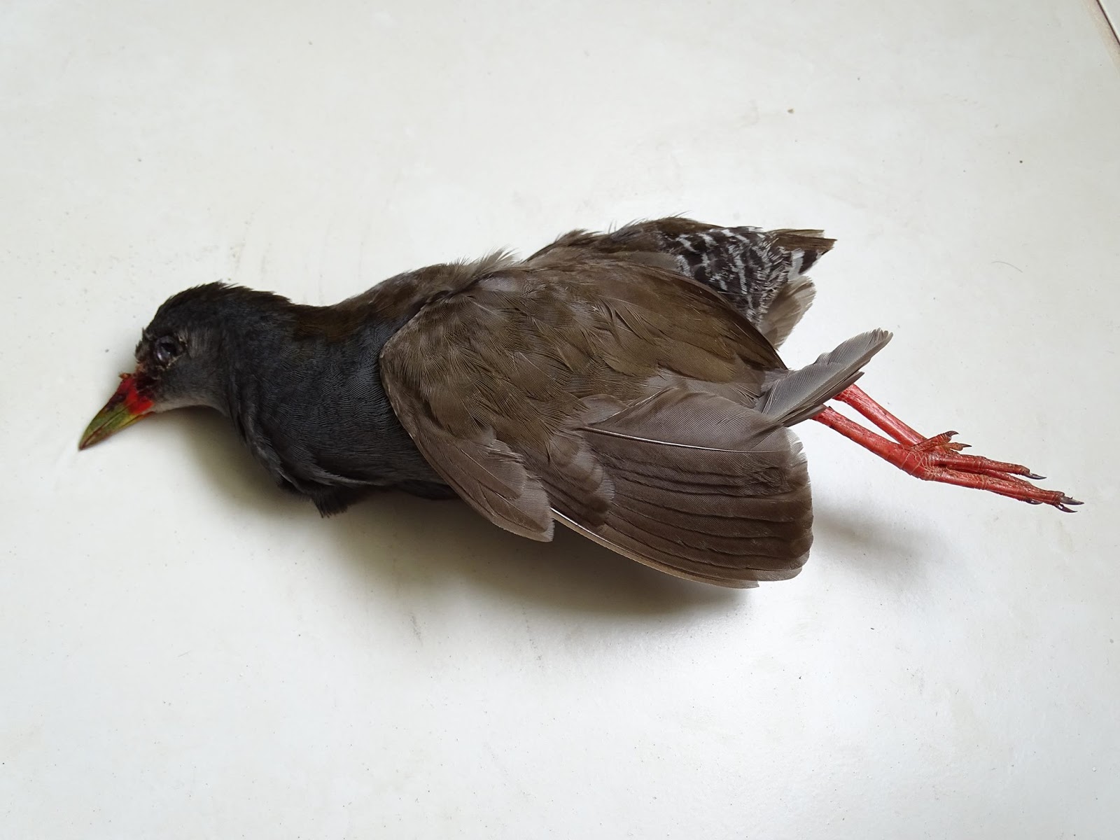 Ornitologia e Birdwatching - ONG MAE: Nova espécie para Londrina: o ...