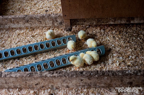 Meet Primal Pastures - A Tour | Much Ado About Fooding