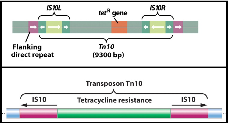 Biological and not-so-biological things: Transposones de clase I