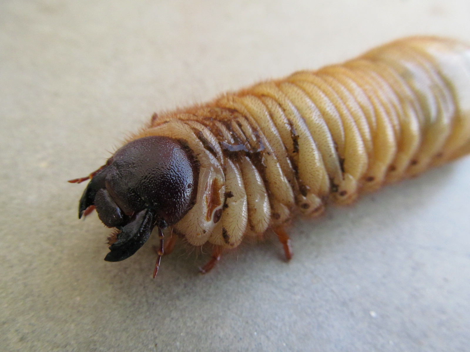 Fauna de Colombia - Wildlife Colombia: Mojojoy o Larva de Escarabajo
