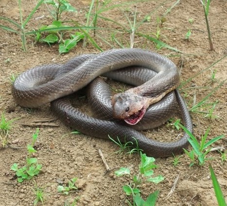 Peace and Sustainability: The Snake’s Fate or Our Faith?