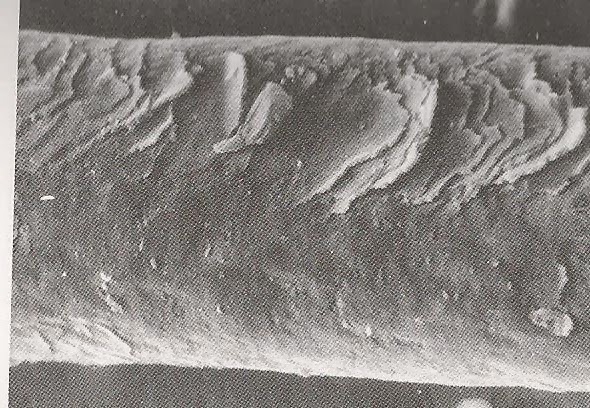 T R I C O L O G I S T A - T R I C O L O G I A: AVALIÇÕES DA HASTE CAPILAR