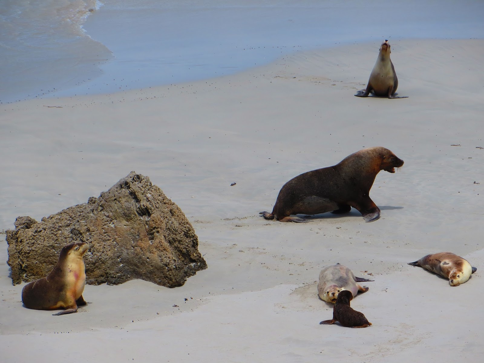 Catalogue of Organisms: Walruses, Sea Lions and Fur Seals