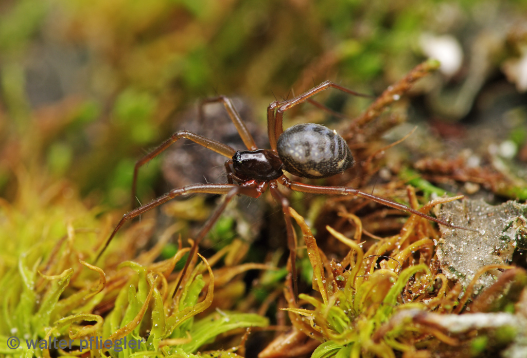 Nature photos from an Amateur Naturalist: Loser Mountain, Austria ...