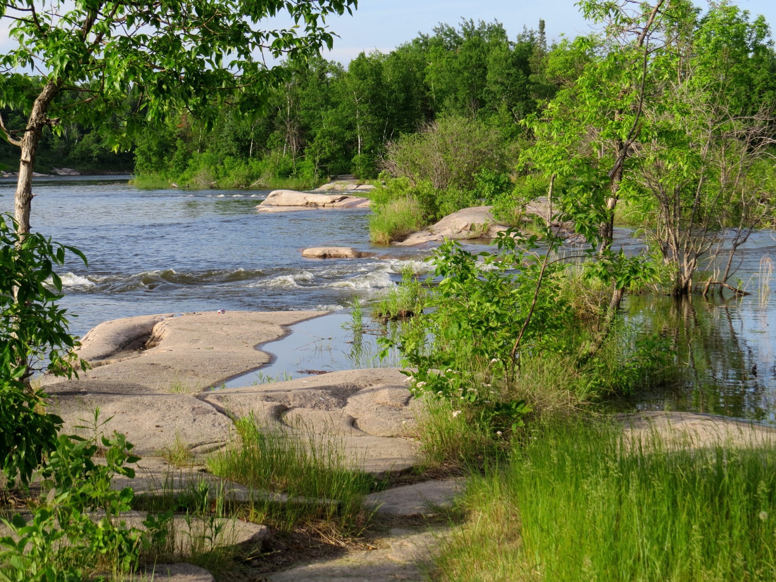 Still Life With Birder: June 2013