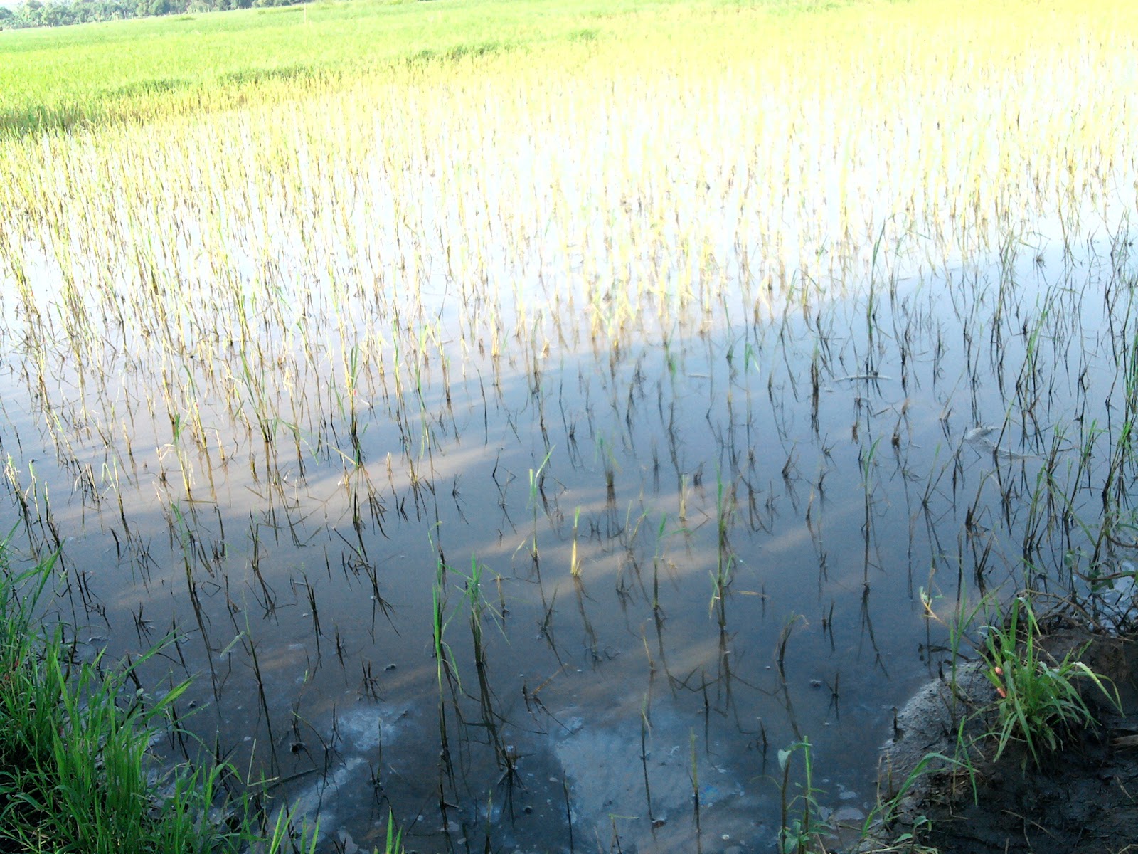 RiceLand and Mangoes: July 2015