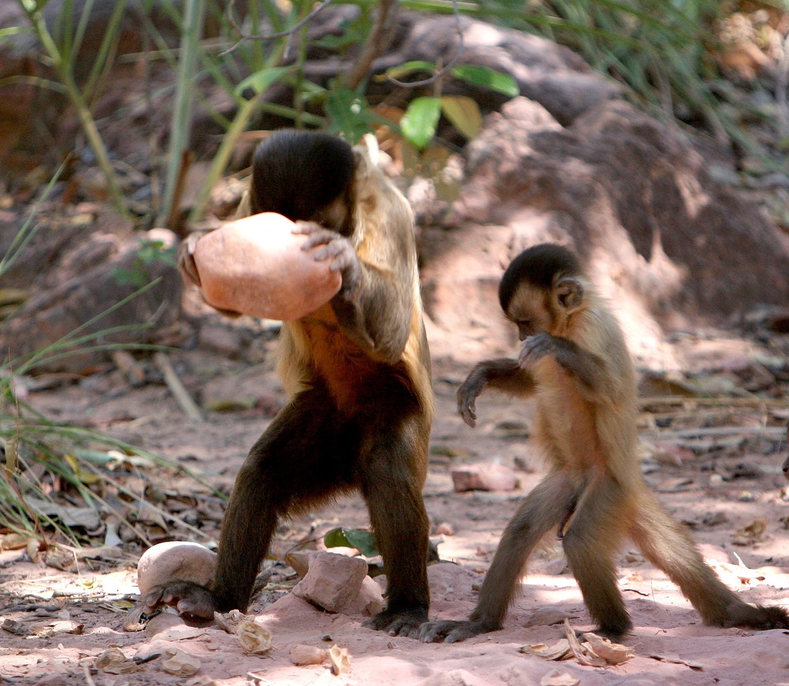 Primates and Paraguay: Life in Field Primatology: Monkey Methods