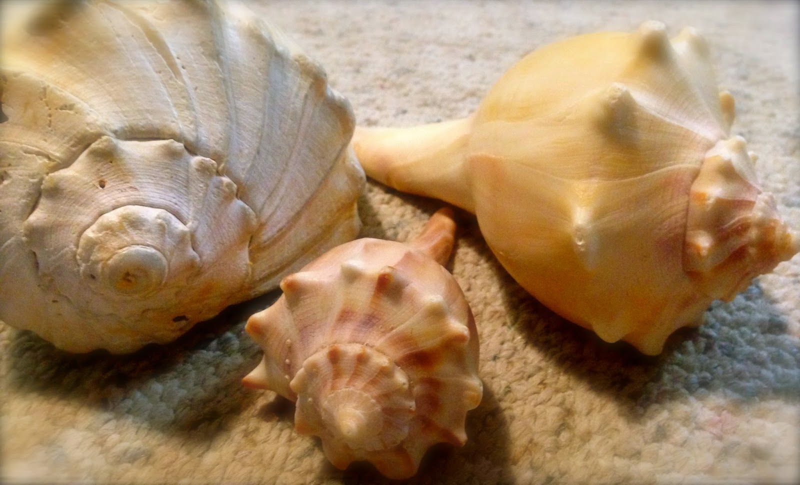 Carolina Foodie: UPBEAT, DOWN EAST CONCH CHOWDER