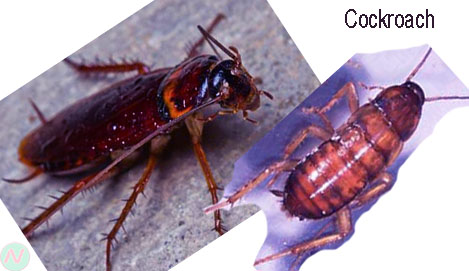 Termite Pest Controls: Habitat Of Cockroach