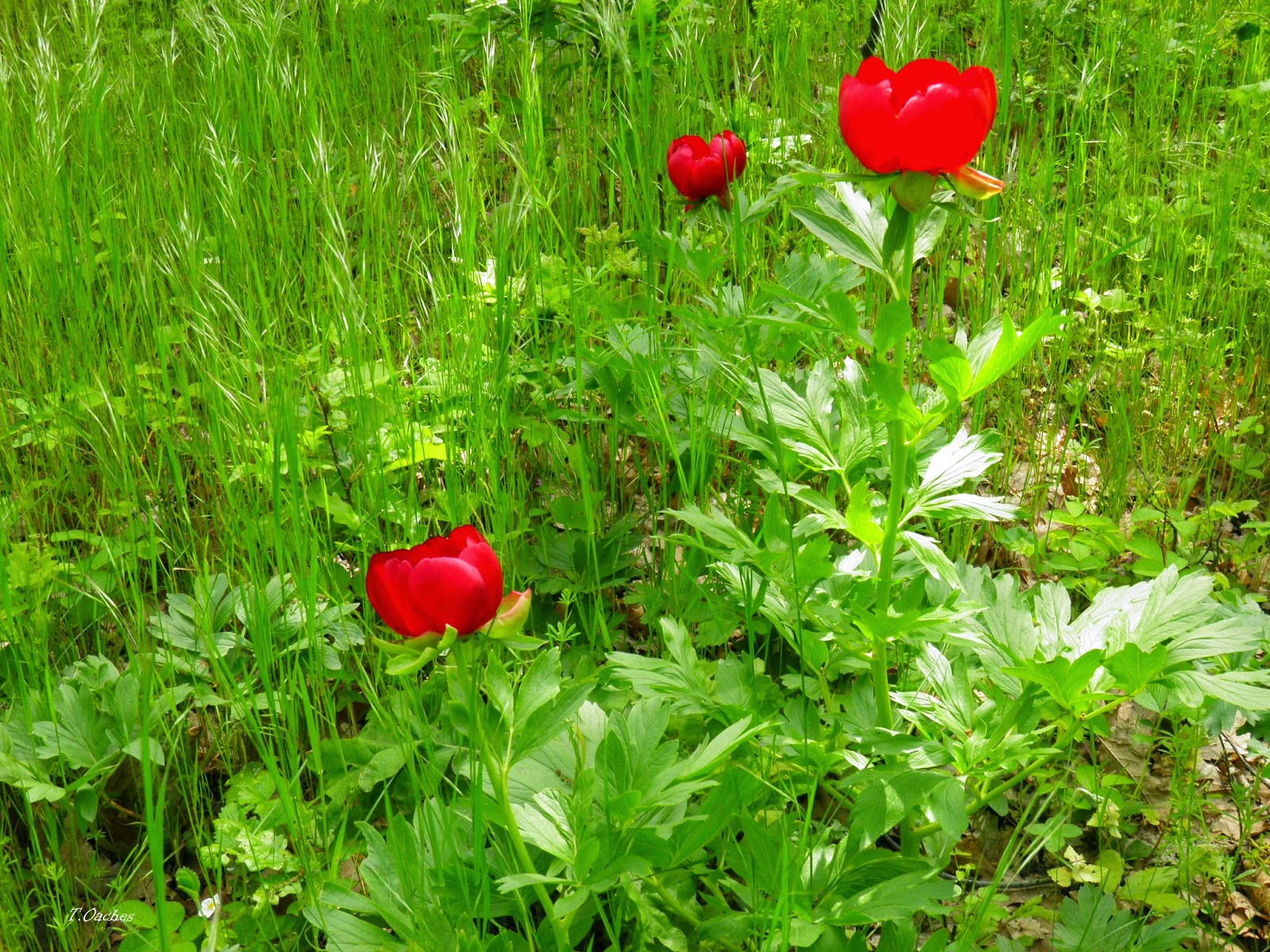 Macris Salbatic / PASARI DIN ROMANIA / Uleiul este extras cu procesul ...