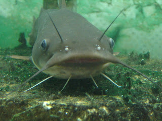 Health Benefits Of Catfish ~ Terry Ukpehsonton Post