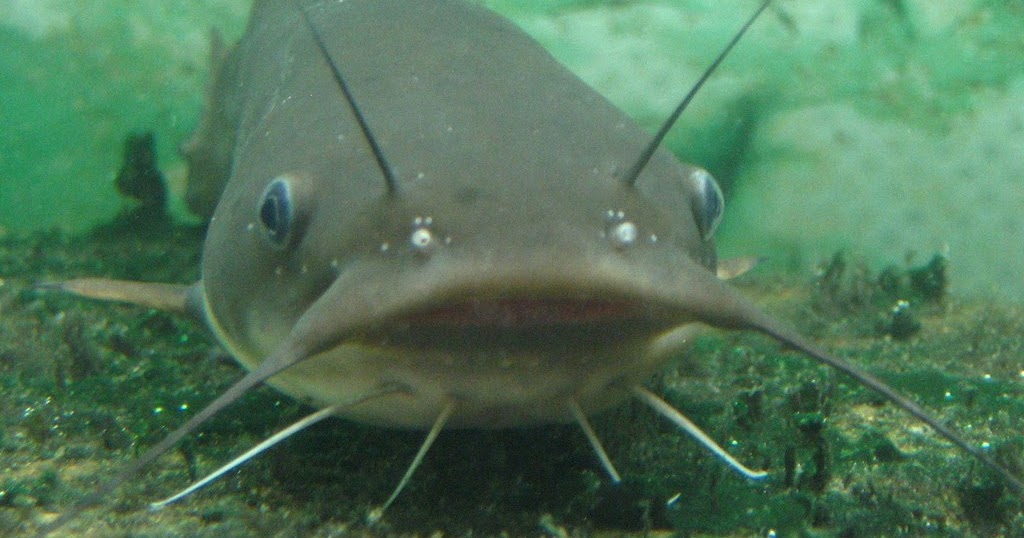 Health Benefits Of Catfish ~ Terry Ukpehsonton Post