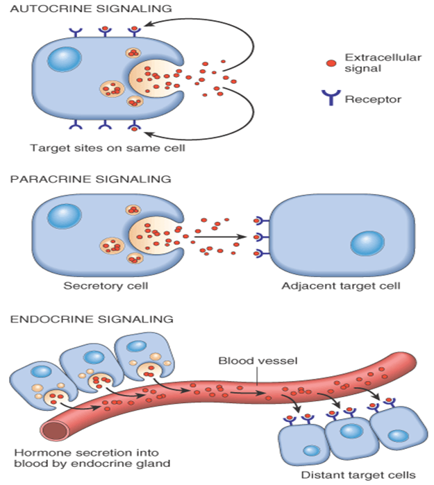 Dentistry and Medicine: Regeneration healing (repair)-General Pathology ...