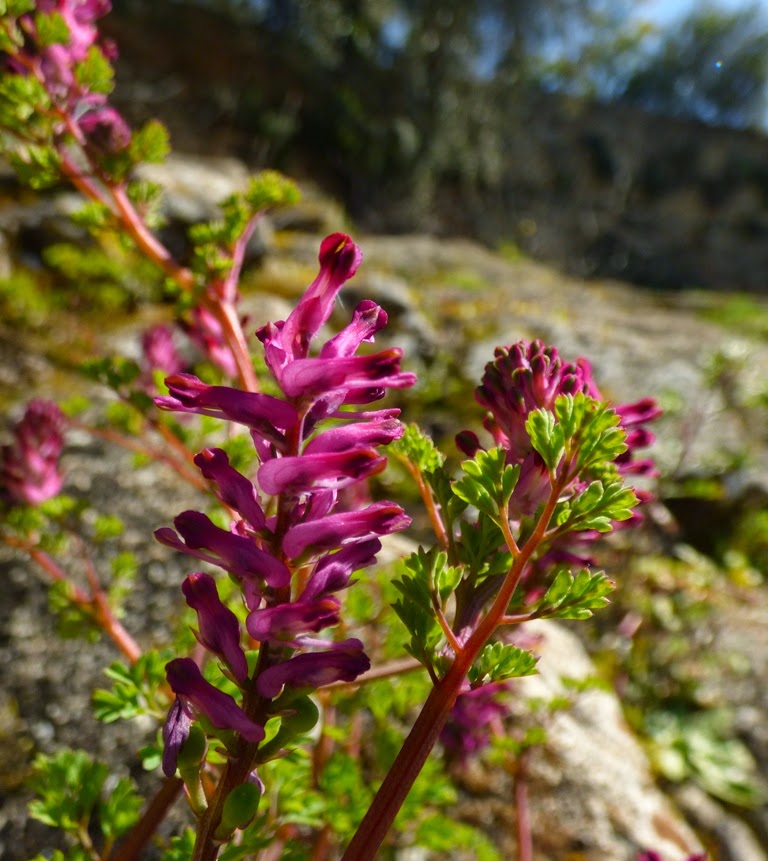 Wildflowers of Andalucia: Fumaria officinalis