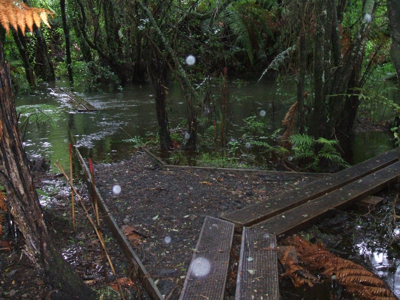 Mangaiti Gully Restoration Group: The track after heavy rain