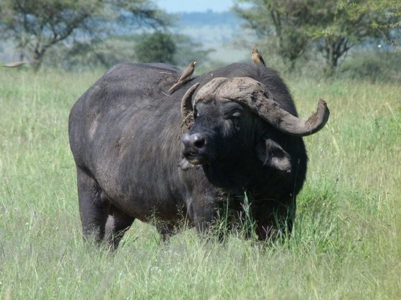 Safari Ecology How To Survive The Serengeti Predation Food And Body Size Safari Ecology How To Survive The Serengeti Predation Food And Body Size