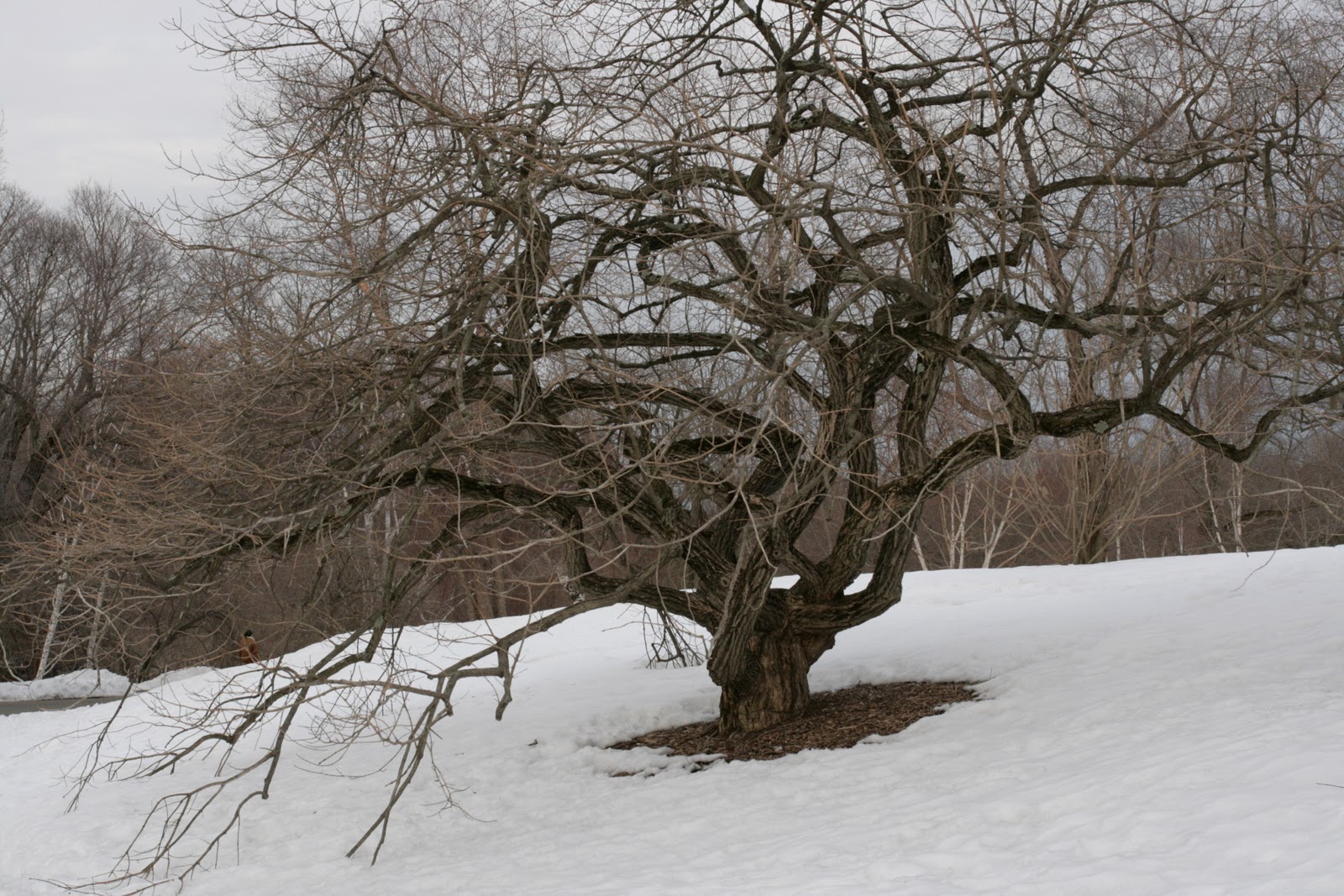 A Bluebonnet in Beantown: An arboretum in winter (and hints of things ...