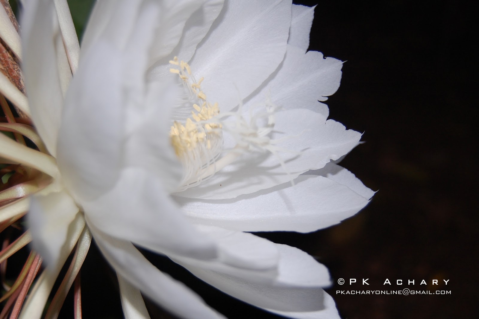 Nature Photos: Epiphyllum Oxypetalum (Nishagandhi / നിശാഗന്ധി) Flower
