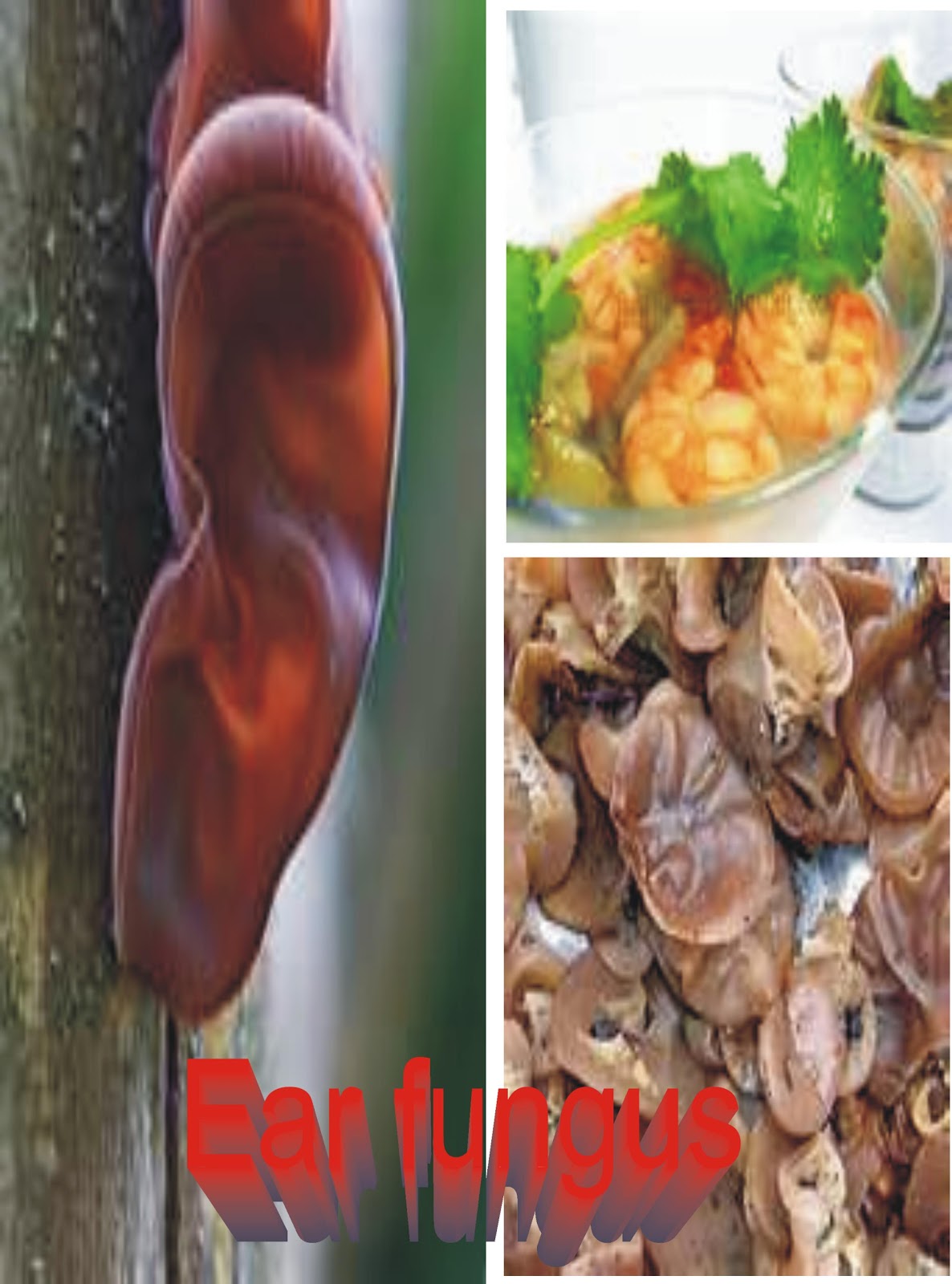 Overcome Disease: Ear fungus