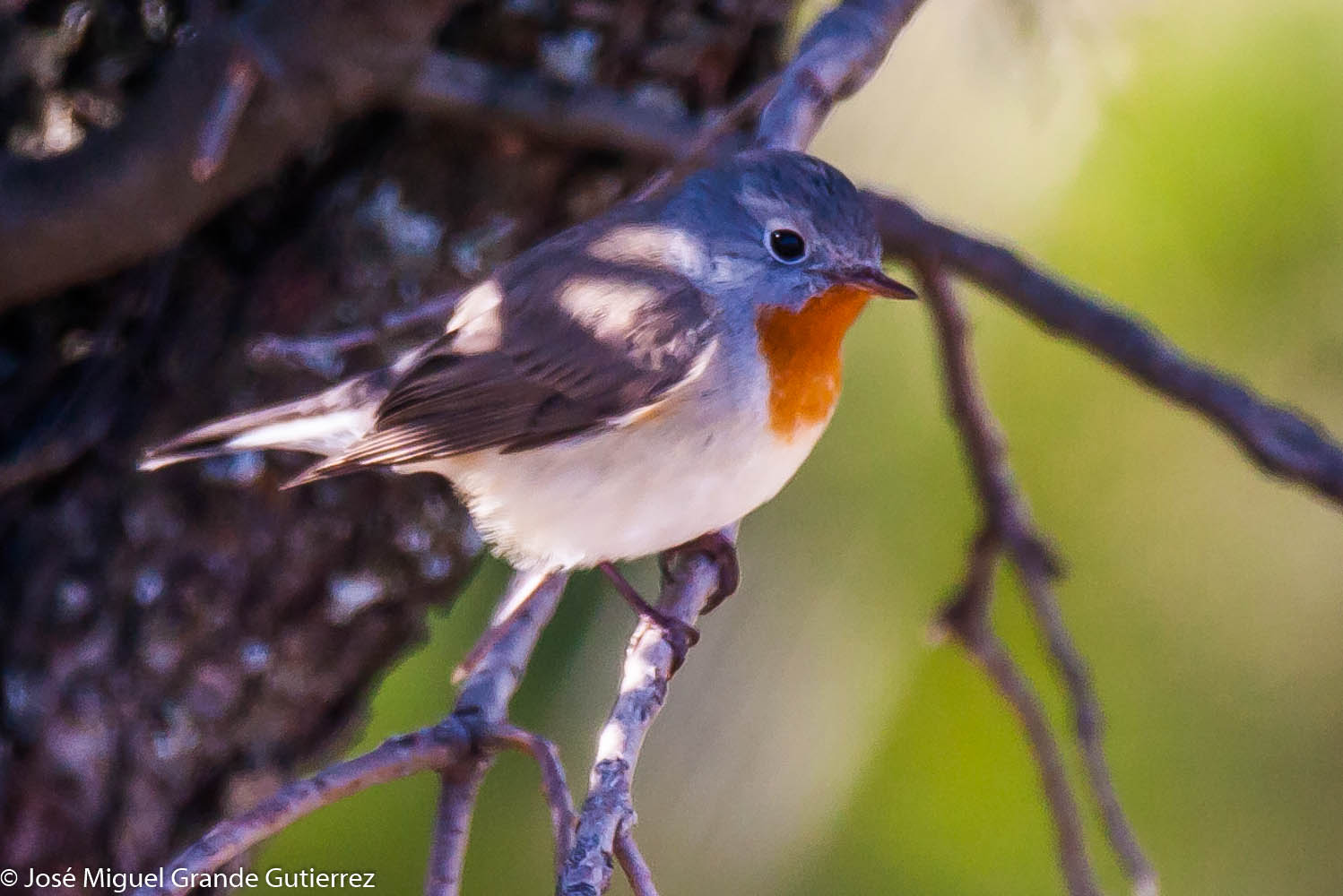 AVES DEL CIELO - BIRDS OF HEAVEN: Ficedula parva-Papamoscas papirrojo ...