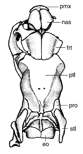 Life is short, but snakes are long: January 2017