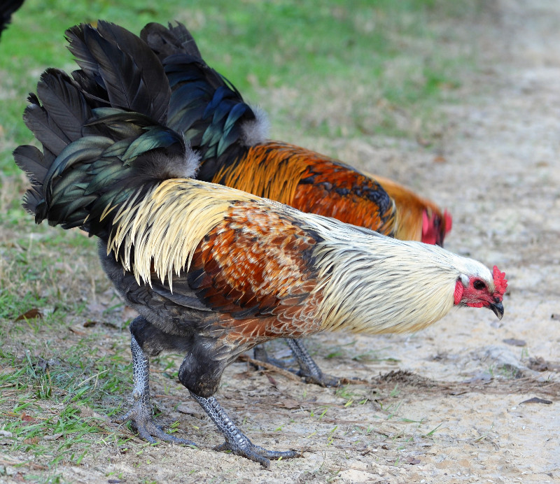 Ini Dia 10 Peringkat Harga dan Jenis Ayam Termahal Di Dunia - Serba Top 10