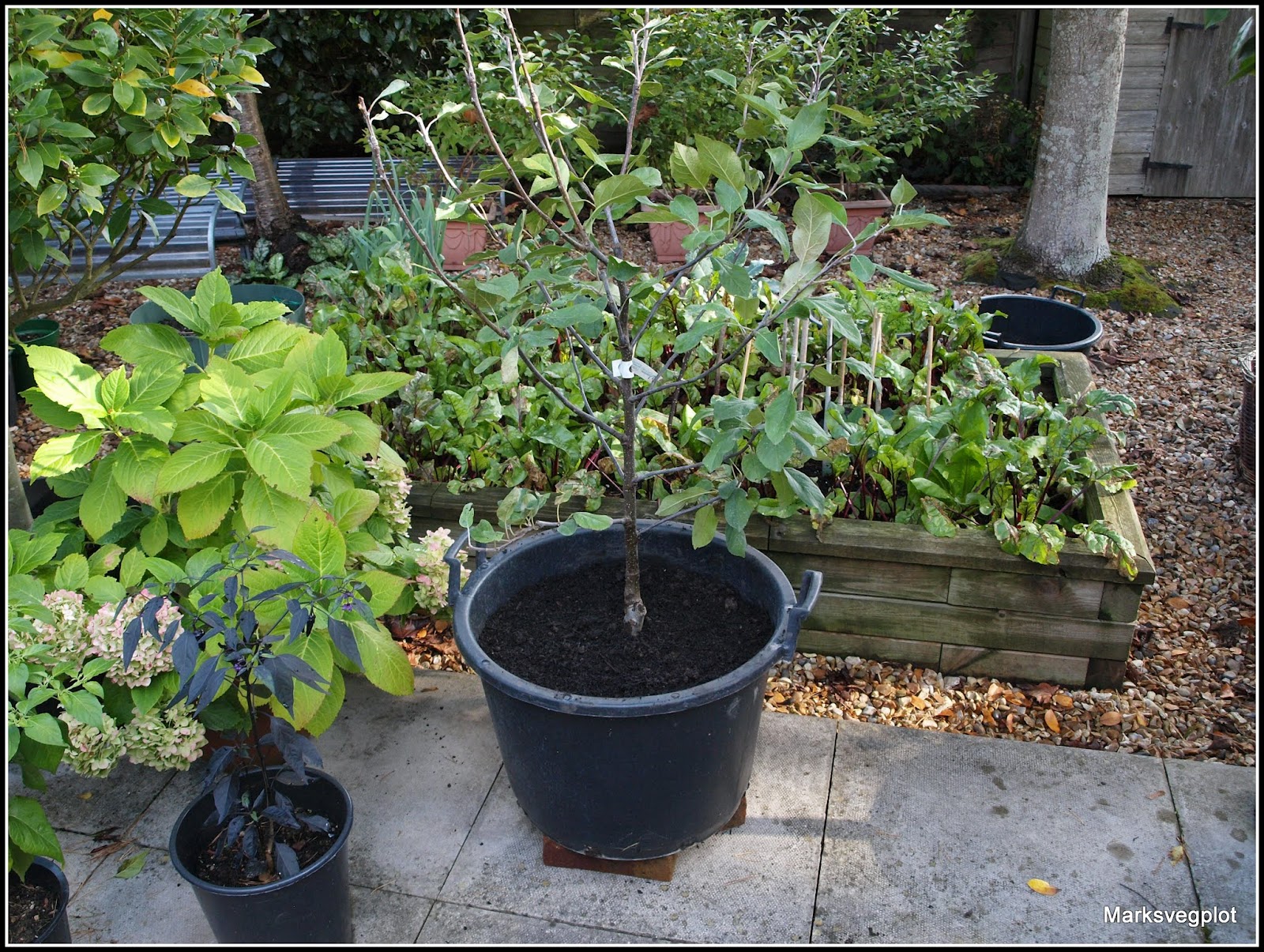 Mark's Veg Plot: A new apple tree