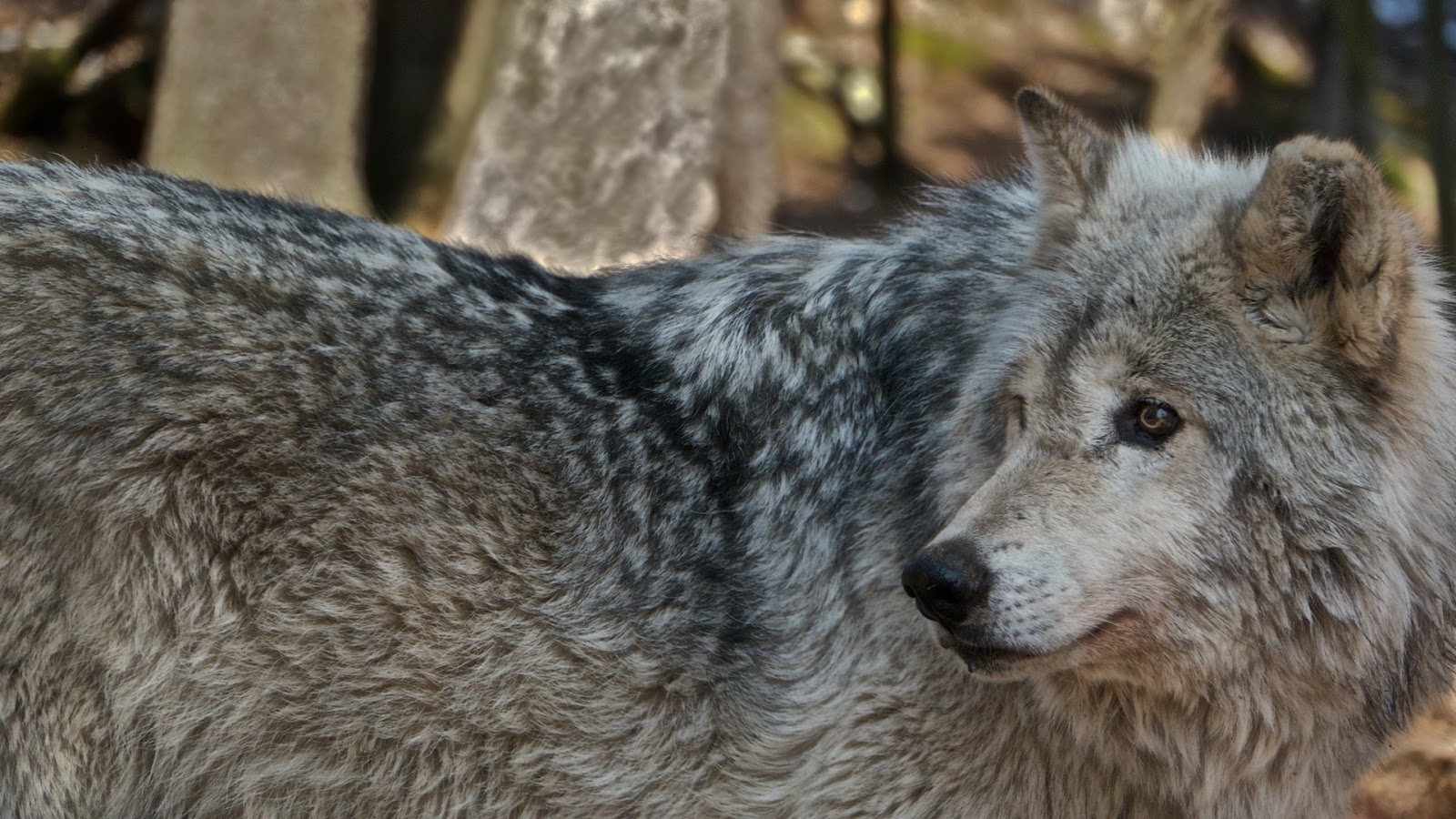 ThirdSpace: Muskoka Wildlife Centre