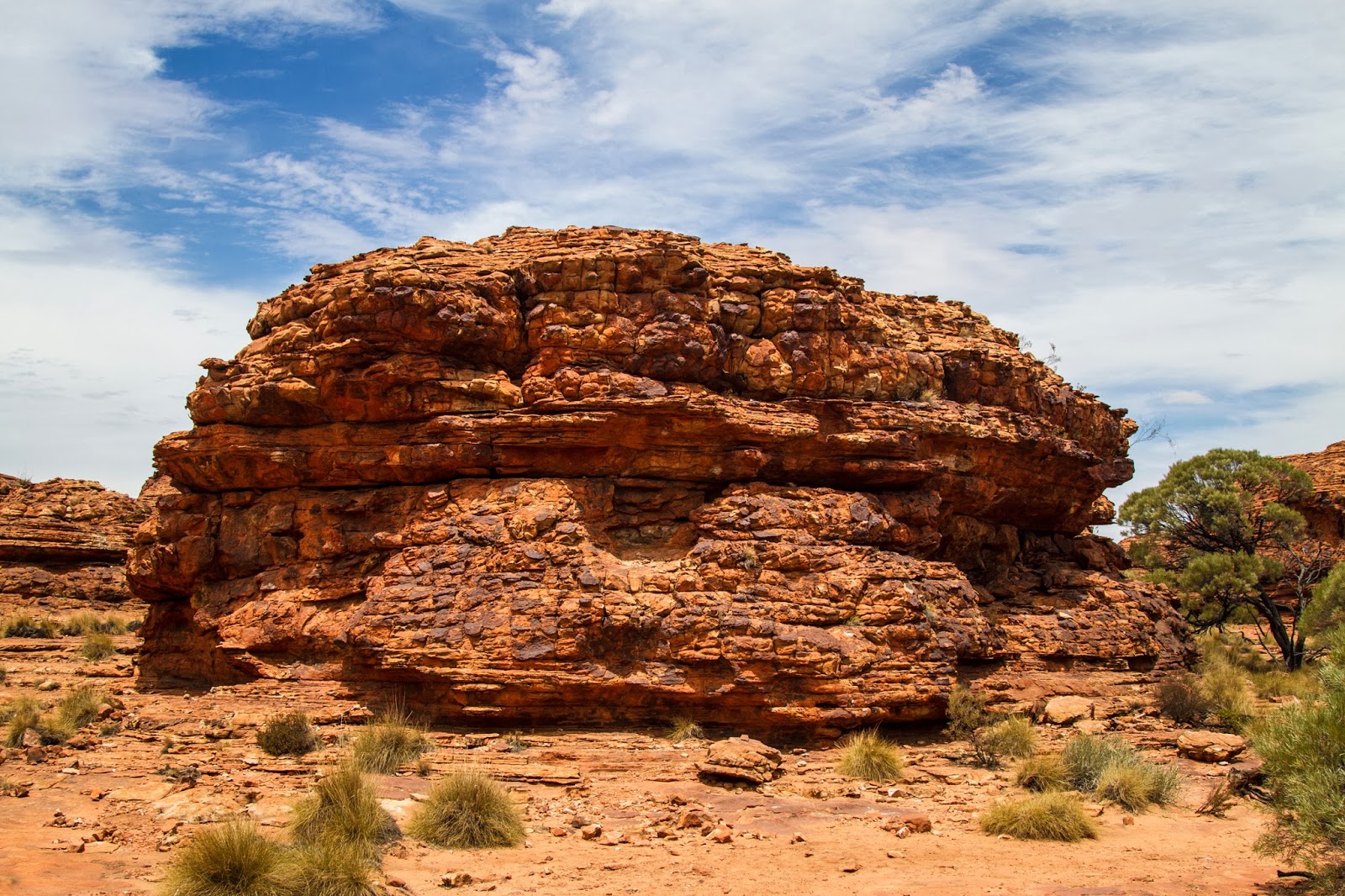 Sharks, Spiders and Snakes: Area Uluru - flora/fauna