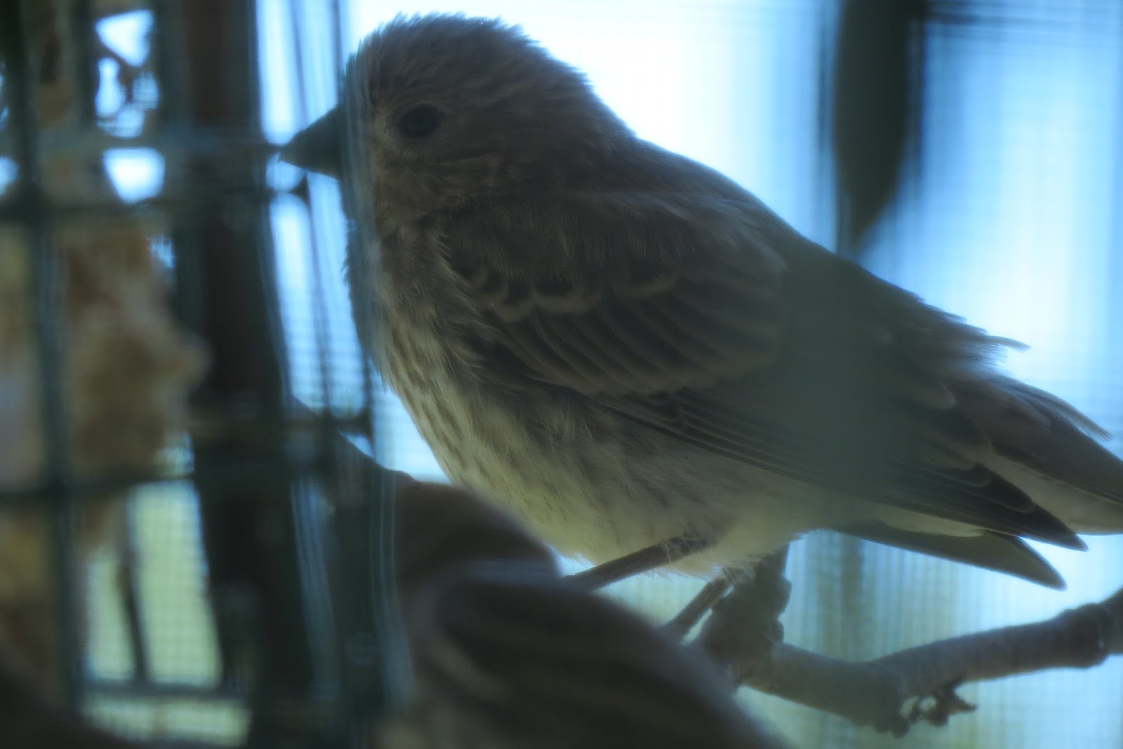 stormidae: Canada Day house finches