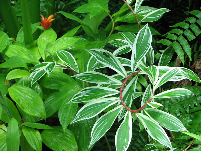 My Dry Tropics Garden: Clean-Out Day ... My Dry Tropics Garden Journal ...