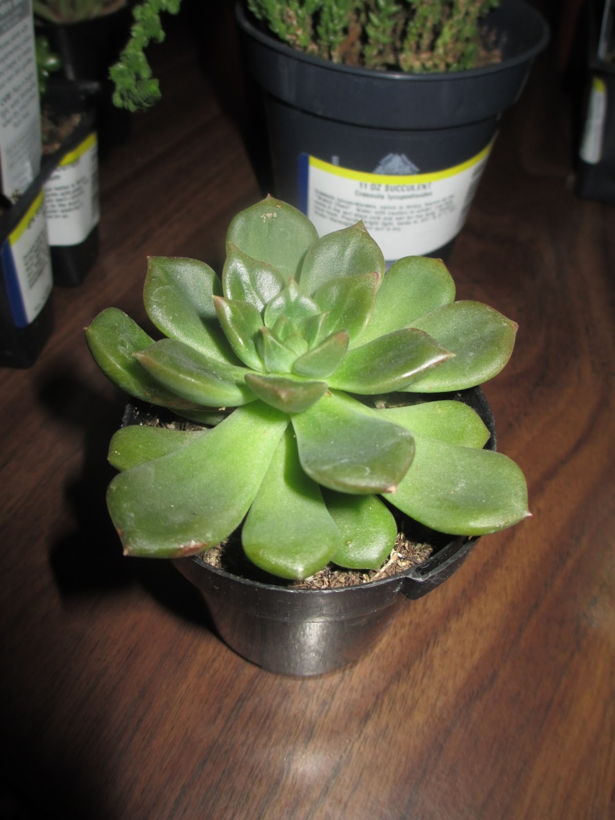 Grandma Henley: Terrariums aka the Mini-Garden Parfait