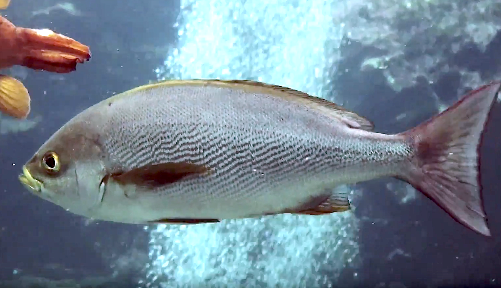 Aquarium Movies (Japan) archive 生きている魚図鑑: イサキ Chicken grunt ...