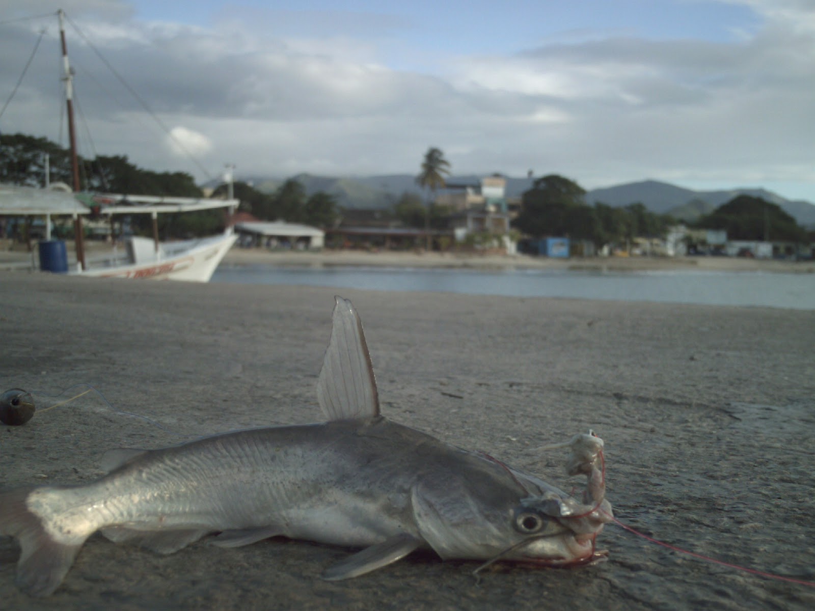Artes de Pesca: VAMOS A PESCAR PEZ GATO 2ª Parte