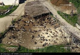 Alma-Hijo: ¿QUE ES EL REDIL?.