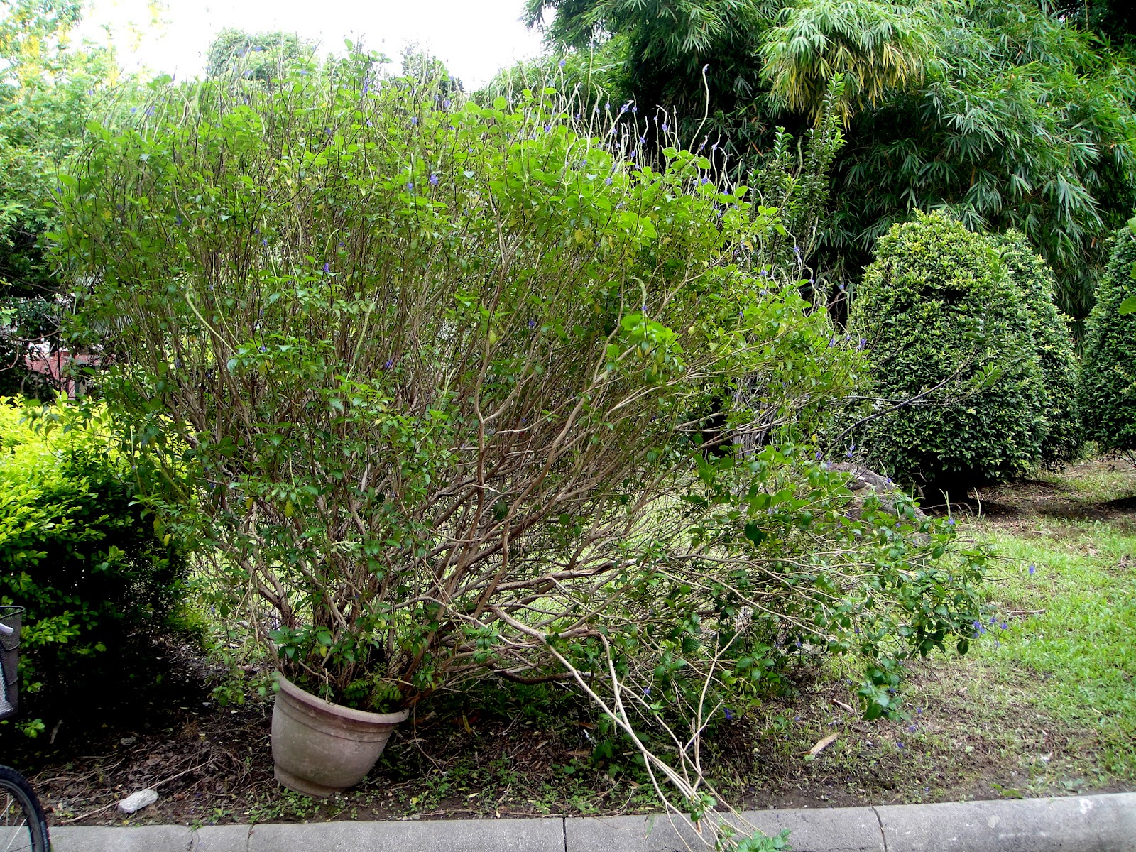 DWAN雲之端: 長穗木-又名紫花長穗木、馬鞭草--英文名稱：Jamaica False-valerian--學名 ...