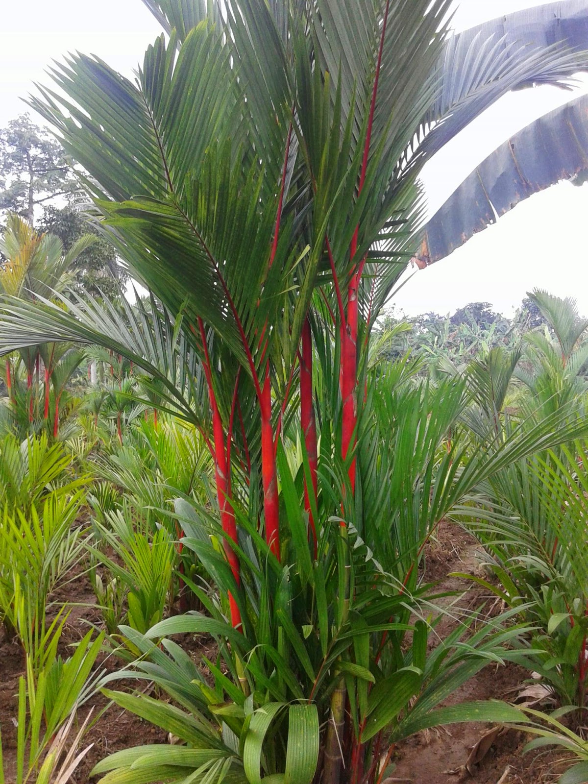 Jual Pohon Palem Merah - CENTRAL TANAMAN