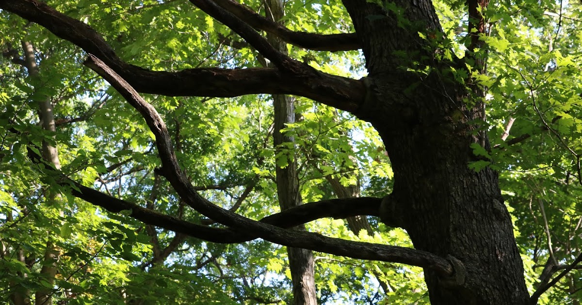 Sycamore Greenway Friends: A Visit to Big Grove
