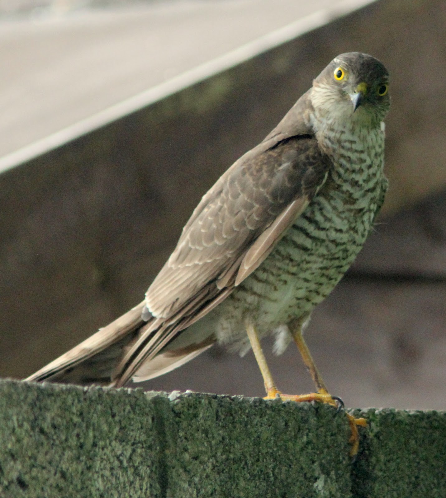 limerick-birder.blog: Sparrow Hawk
