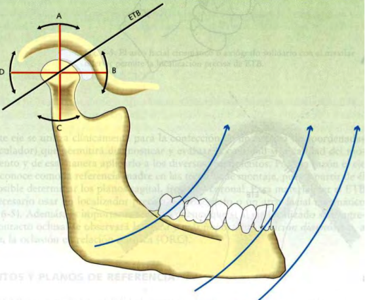 Oclusión en Odontología
