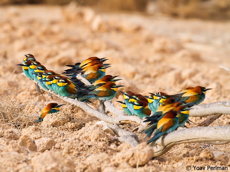 Yoav Perlman - birding, science, conservation, photography: The best ...