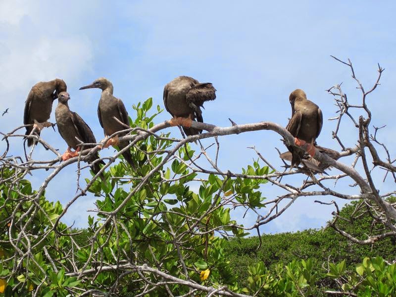 Océana 1: Islas de Aves, Venezuela (Photos)